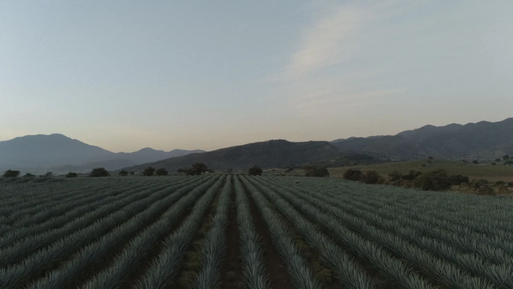 Point Blank Tequila Takes Double Gold AT 2026 Agavos Awards ...
